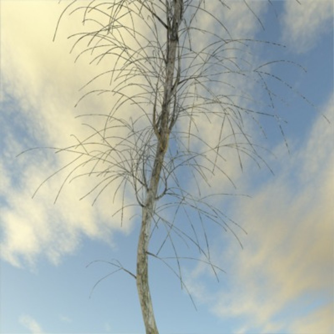 max broadleaf tree leaves