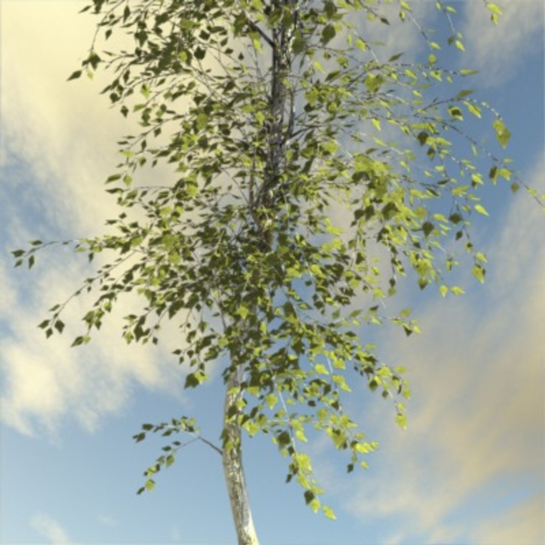 max broadleaf tree leaves