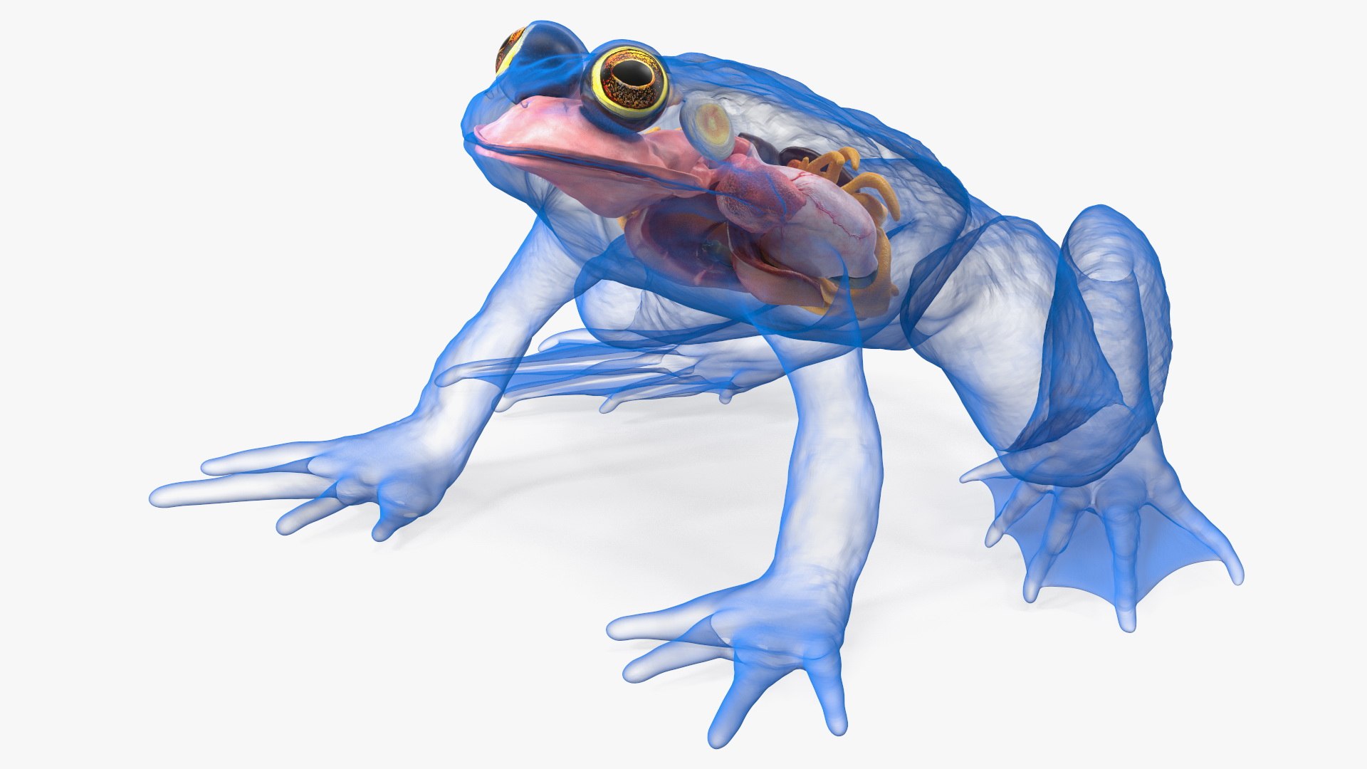 internal frog anatomy