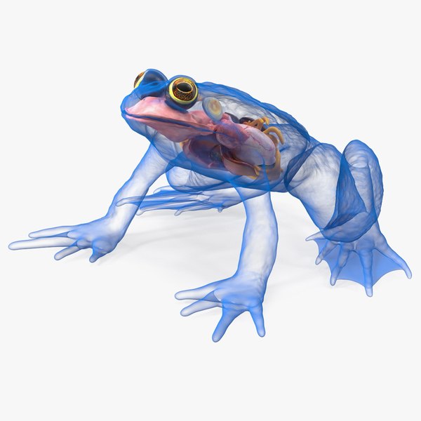 3D Frog Internal Organs TurboSquid 1836872