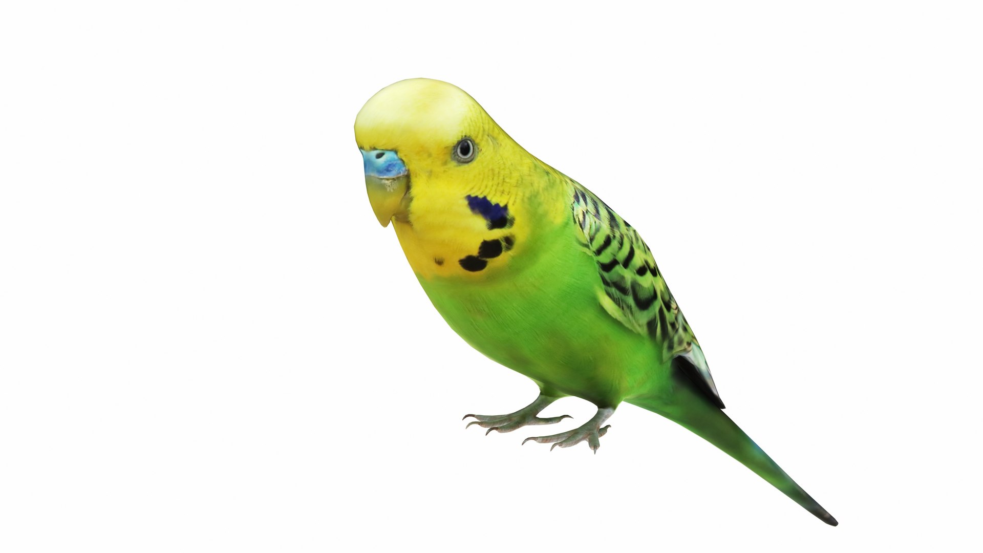 3D Small Bird Colleciton 8 In 1 - TurboSquid 2340632