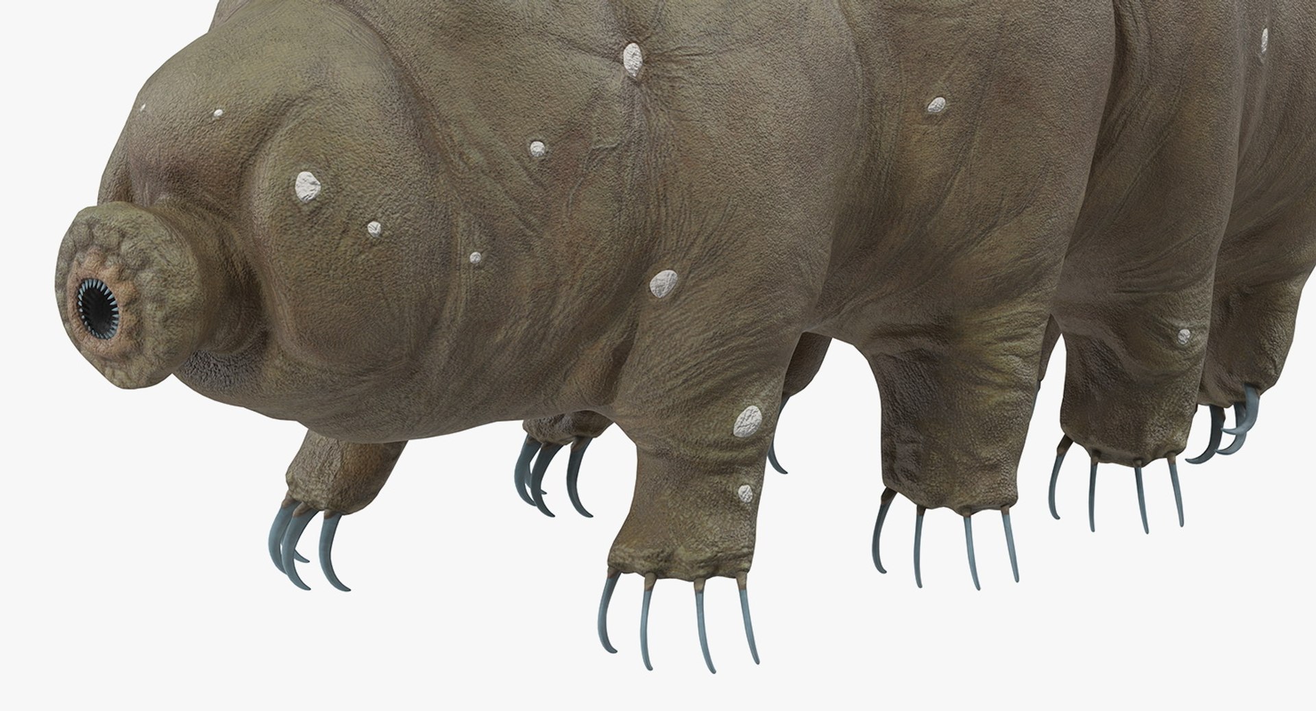 Tardigrade Microscopic Water 3D Model - TurboSquid 1416250