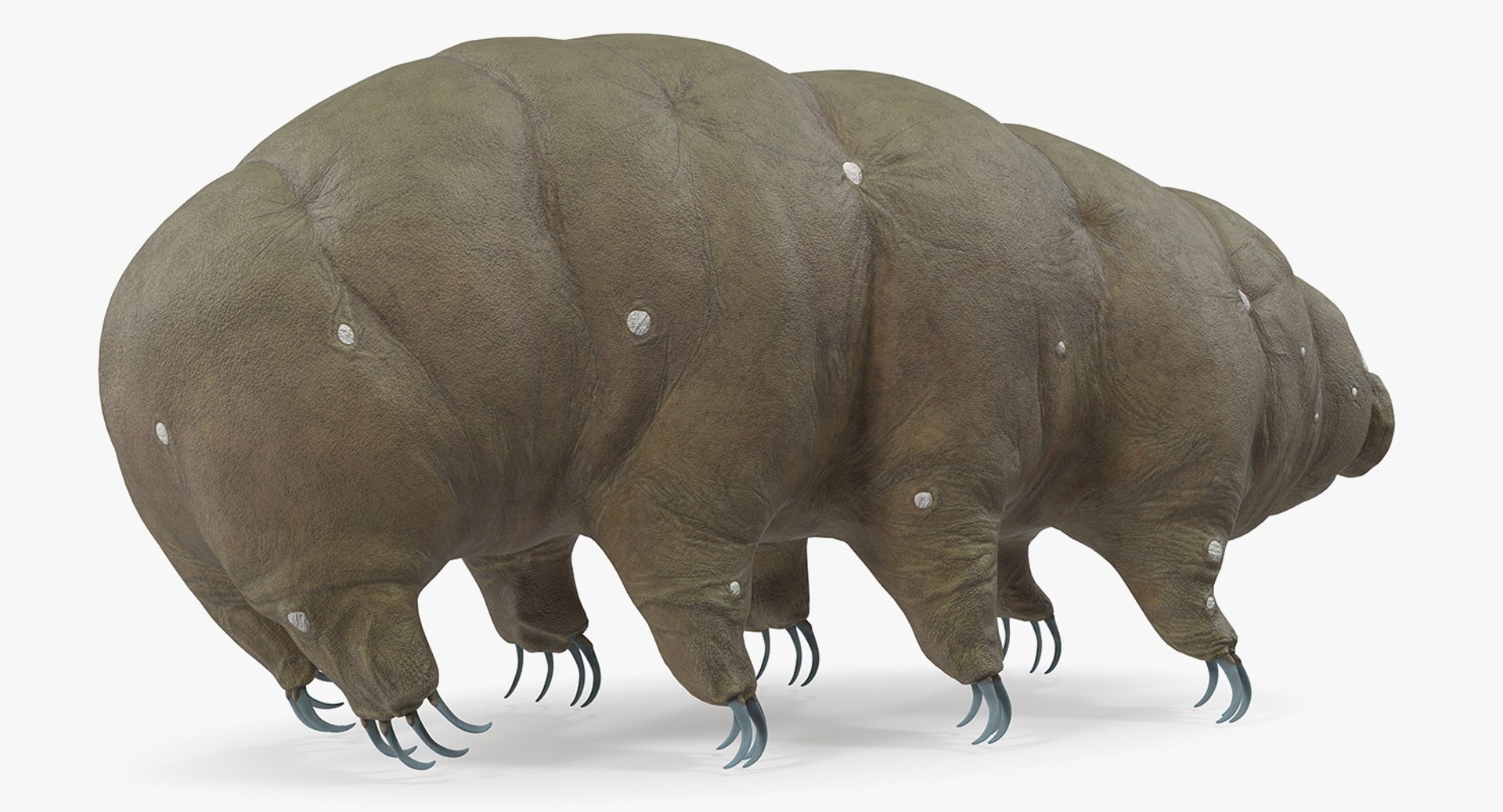 Tardigrade Microscopic Water 3D Model - TurboSquid 1416250
