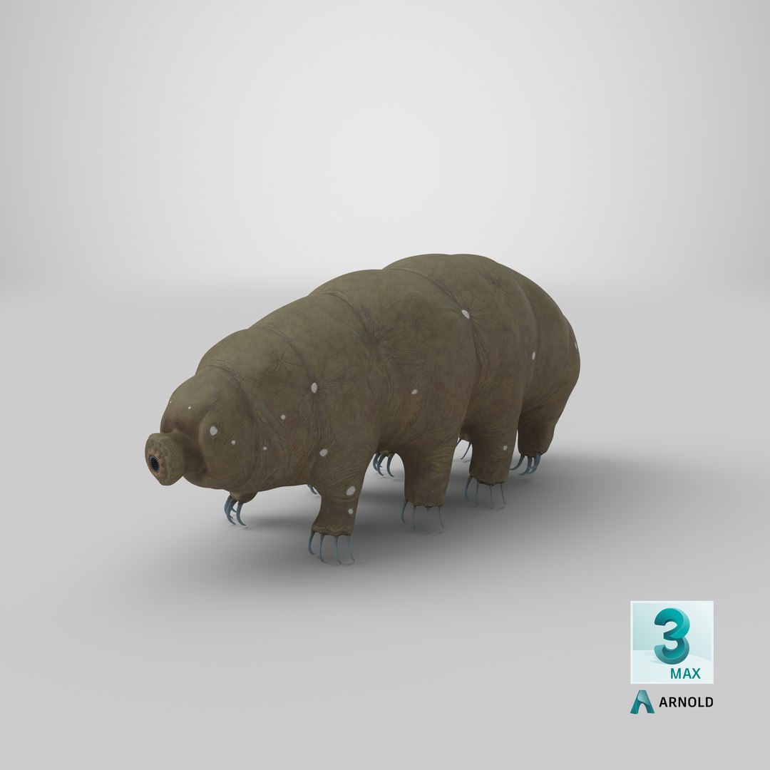 Tardigrade Microscopic Water 3D Model - TurboSquid 1416250