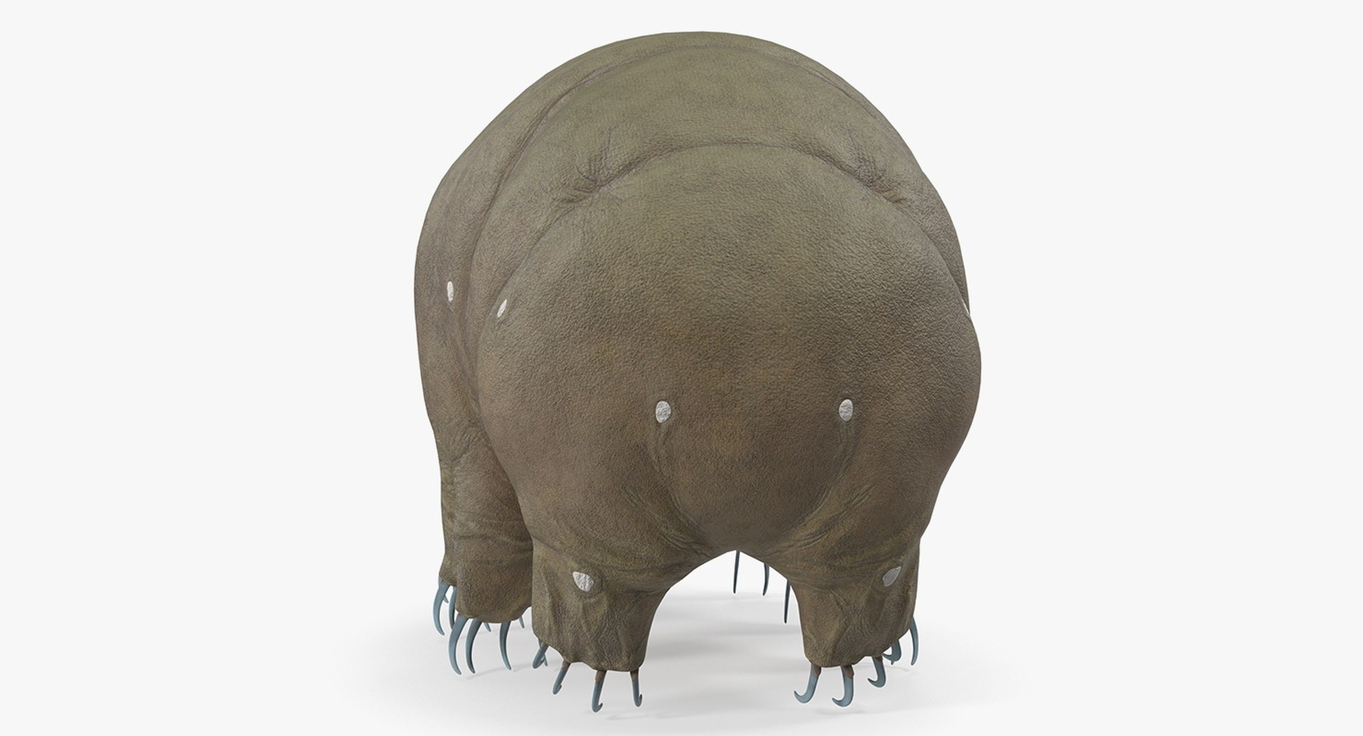 Tardigrade Microscopic Water 3D Model - TurboSquid 1416250
