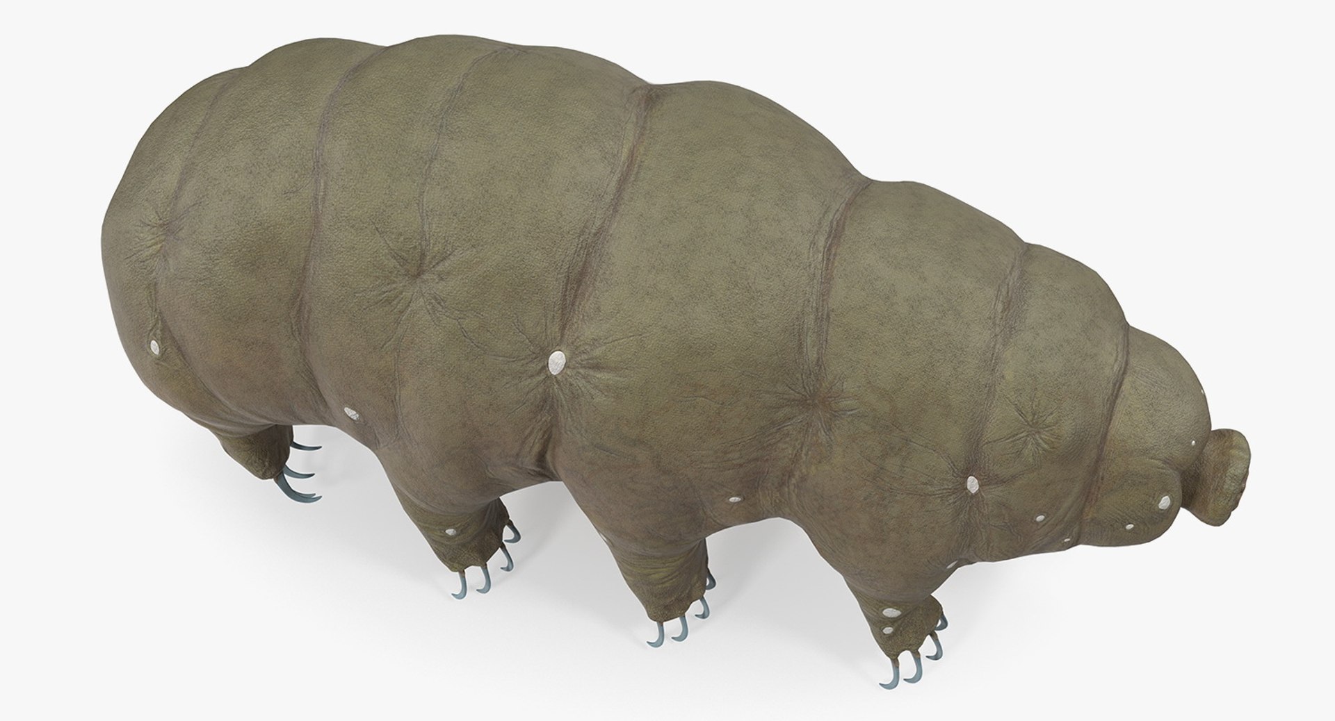 Tardigrade Microscopic Water 3D Model - TurboSquid 1416250