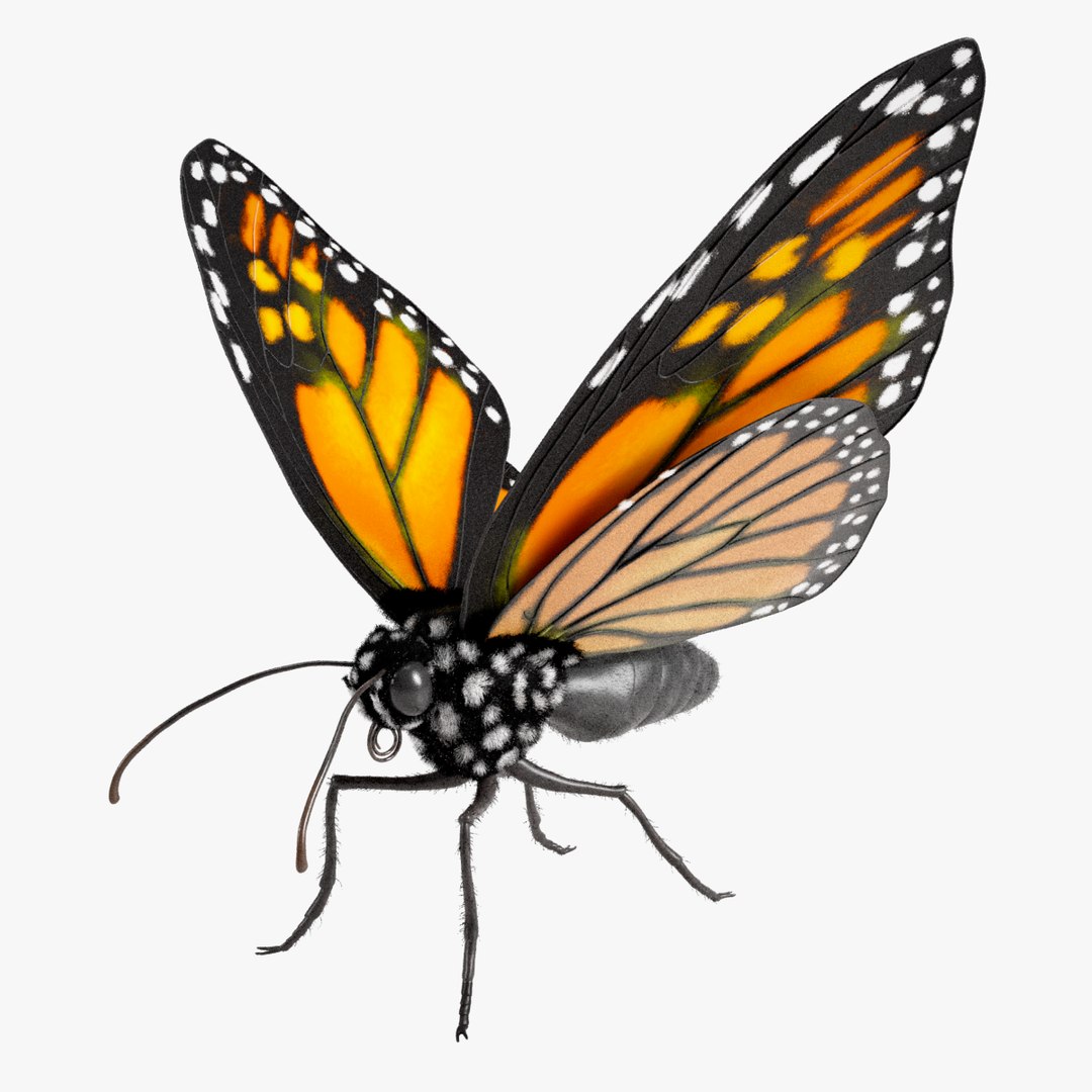 Ultimate Realistic Monarch Butterfly 3D - TurboSquid 2067460
