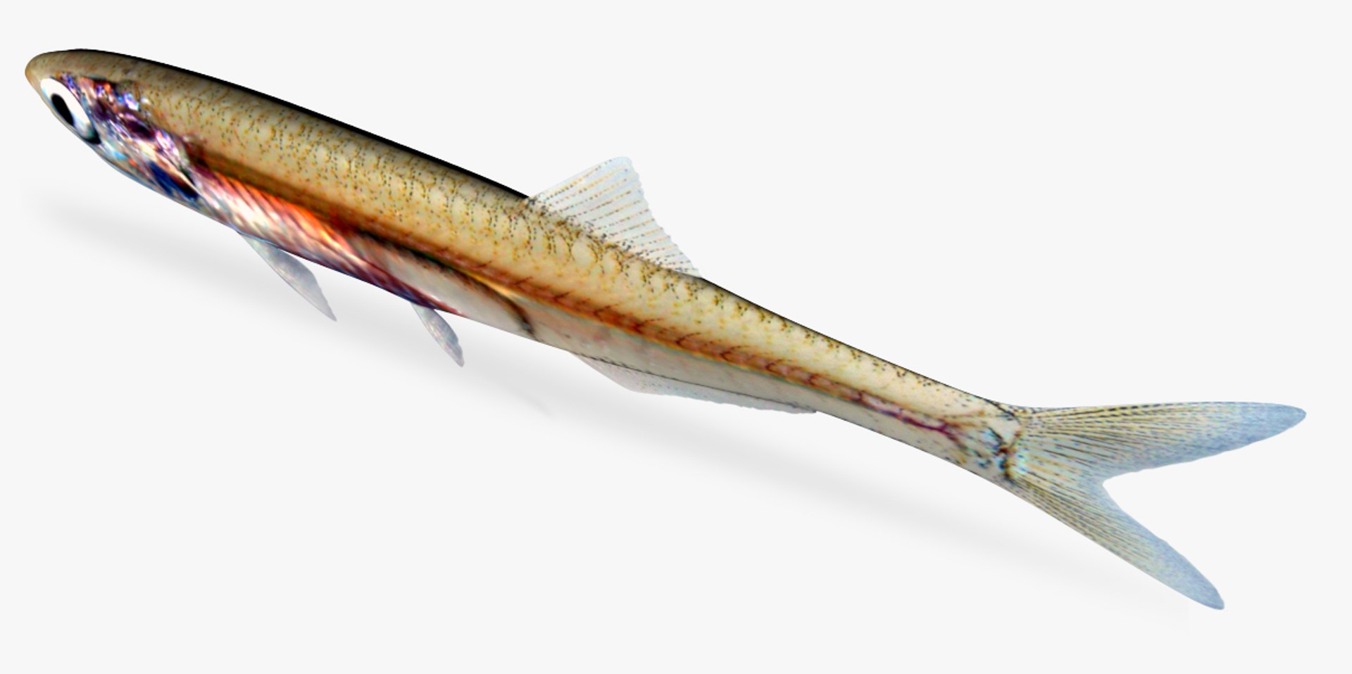 Bay Anchovy 3D Model - TurboSquid 1372104