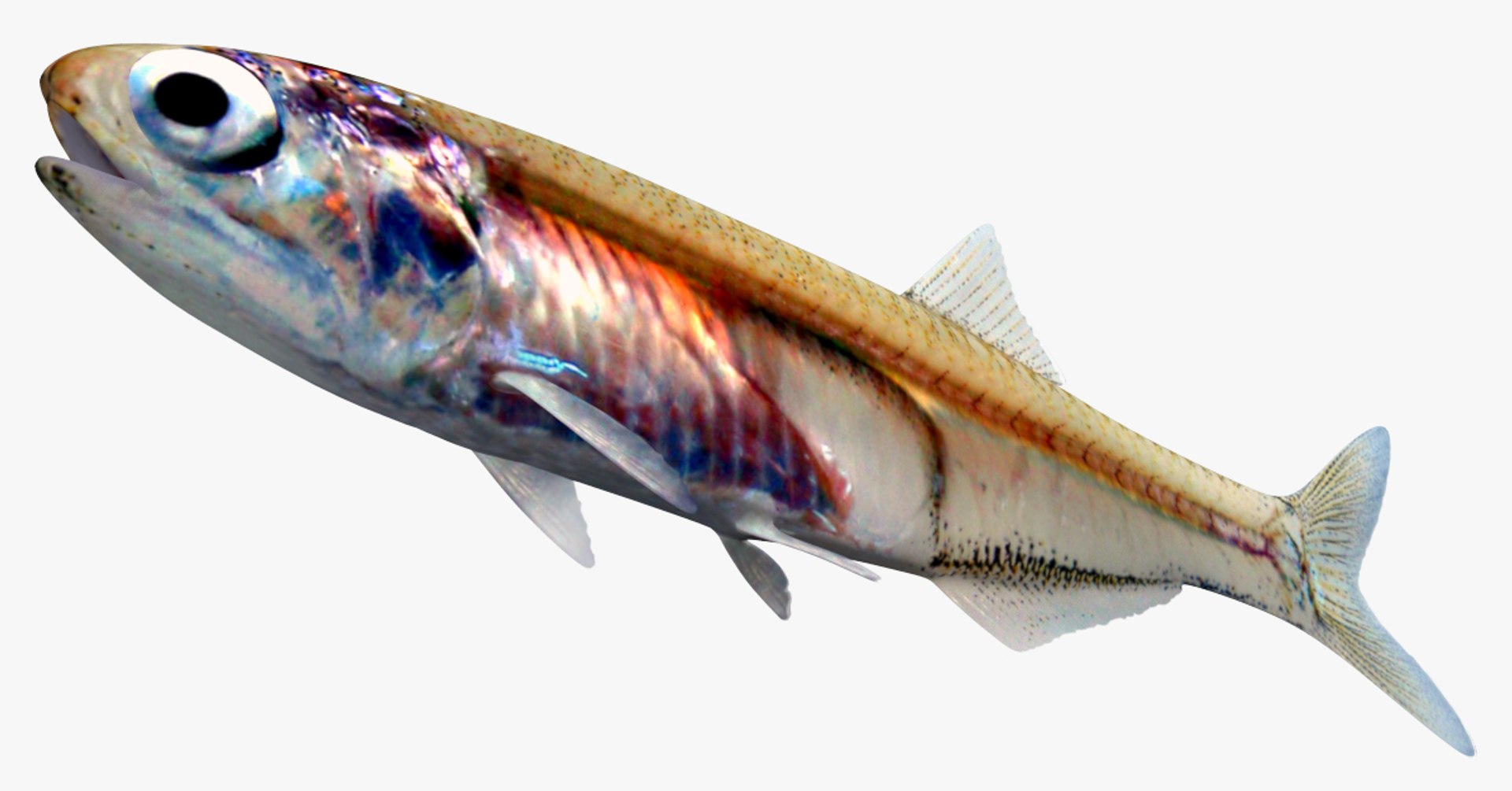 Bay Anchovy 3D Model - TurboSquid 1372104