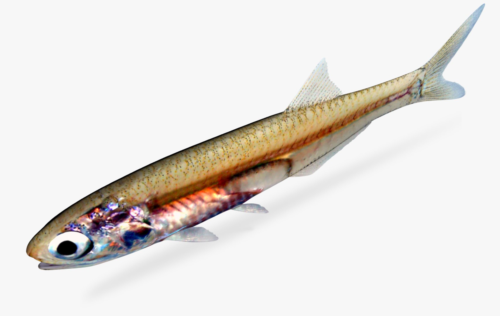 Bay Anchovy 3D Model - TurboSquid 1372104