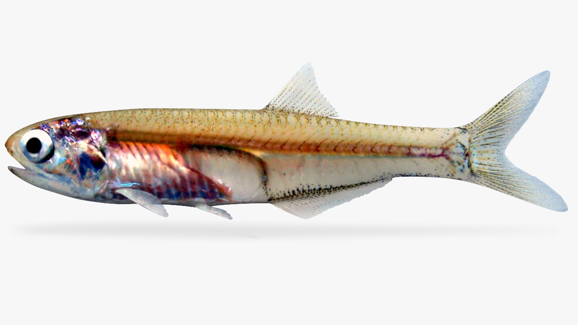 Bay Anchovy 3D Model - TurboSquid 1372104