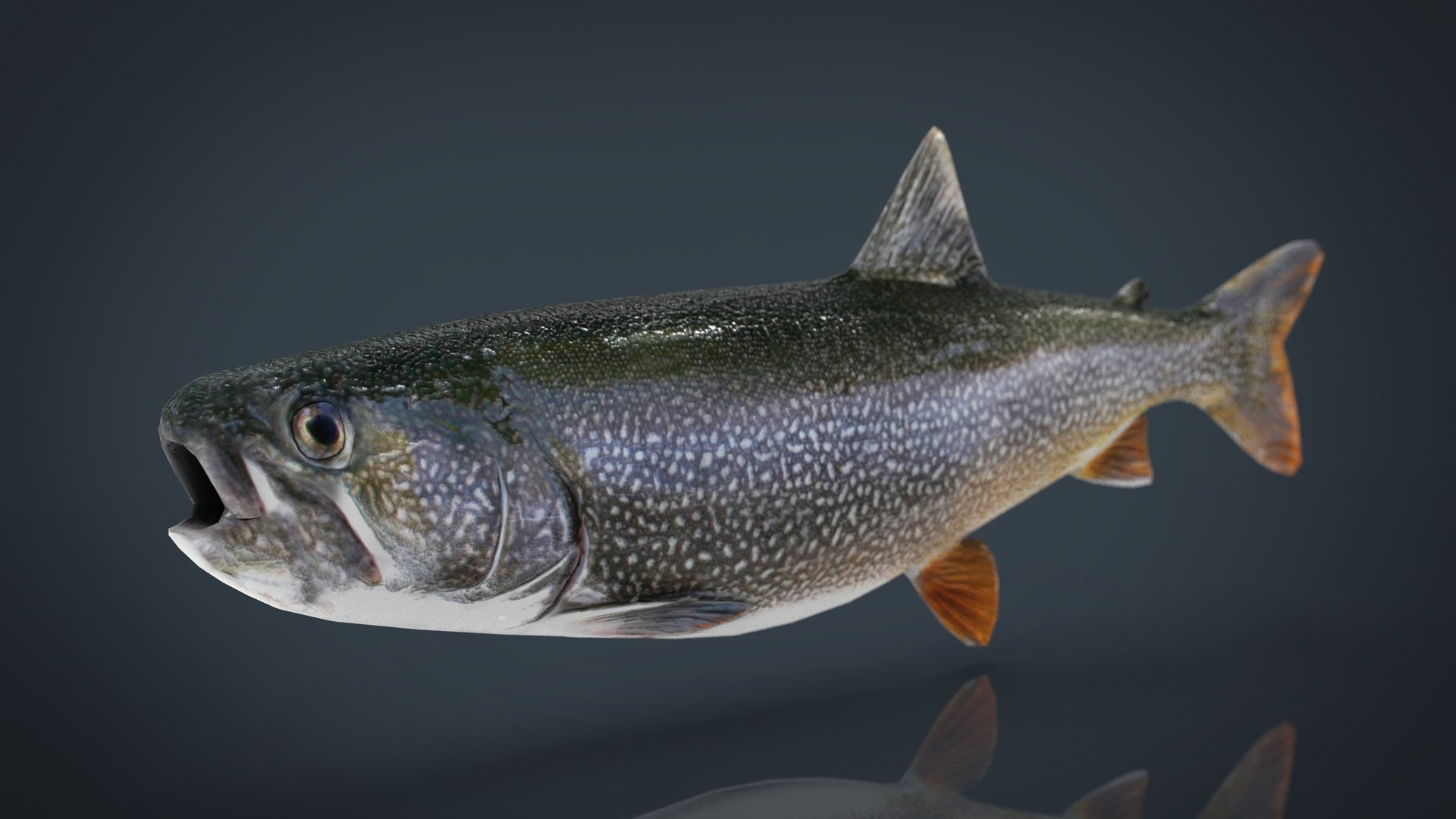 Trout Fish Food 3D - TurboSquid 1263412