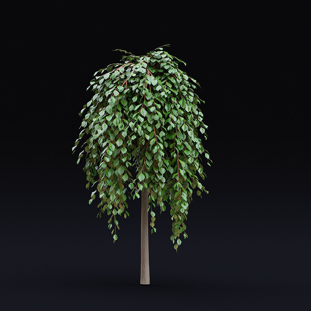 3D Model Salix Caprea Kilmarnock - TurboSquid 1976214