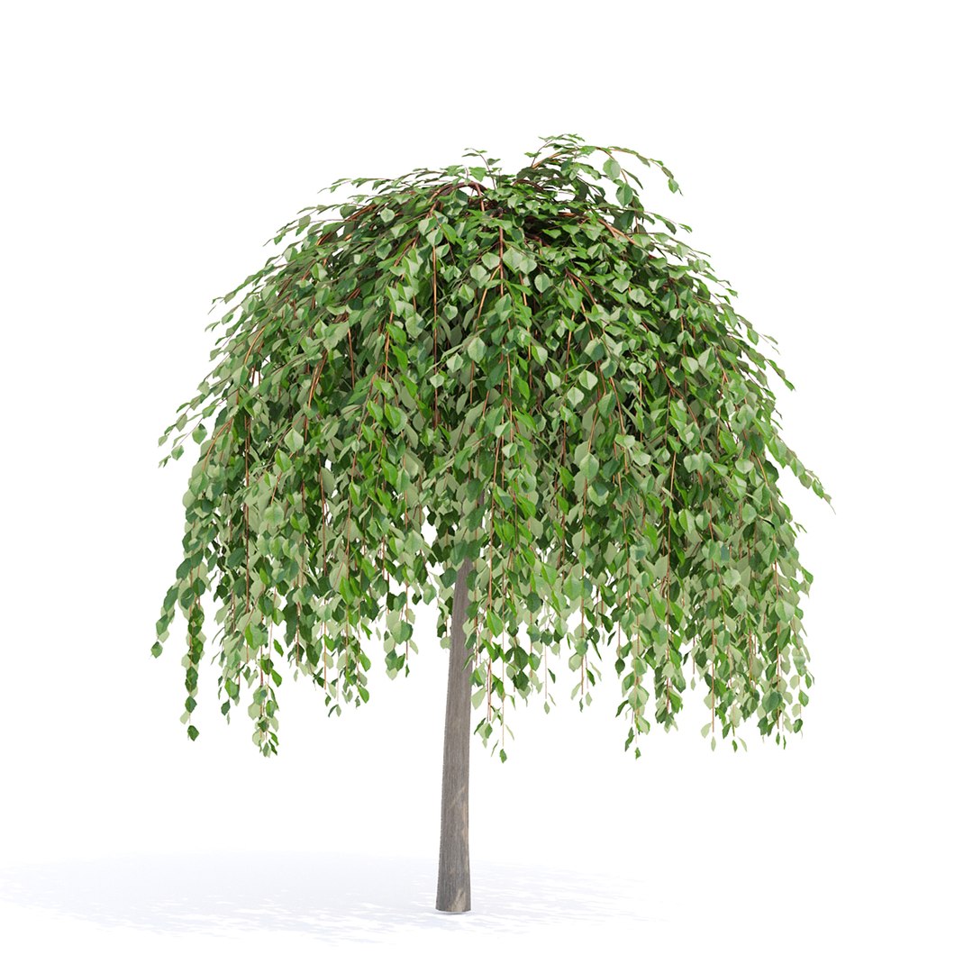 3D Model Salix Caprea Kilmarnock - TurboSquid 1976214