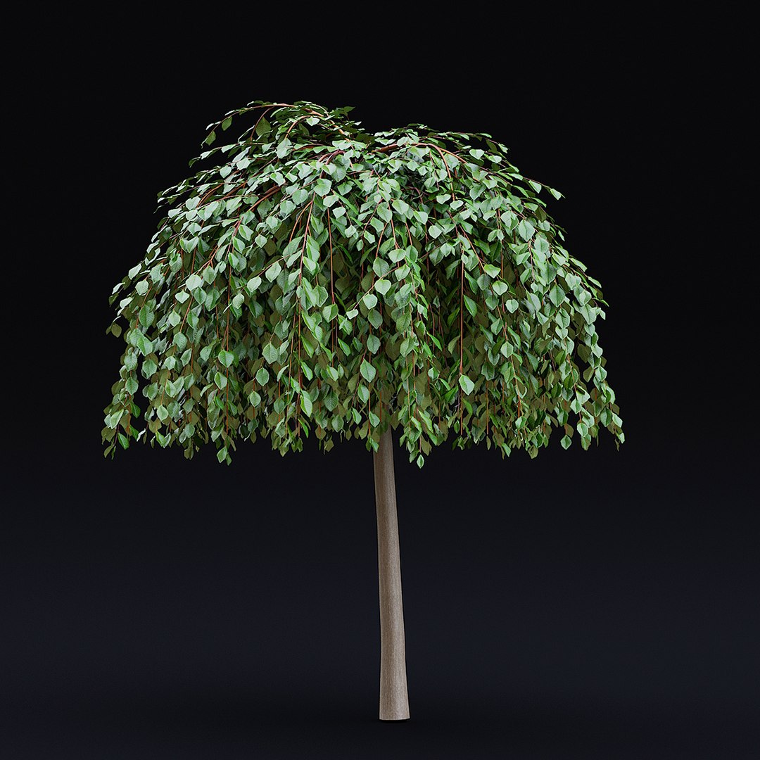 3D Model Salix Caprea Kilmarnock - TurboSquid 1976214