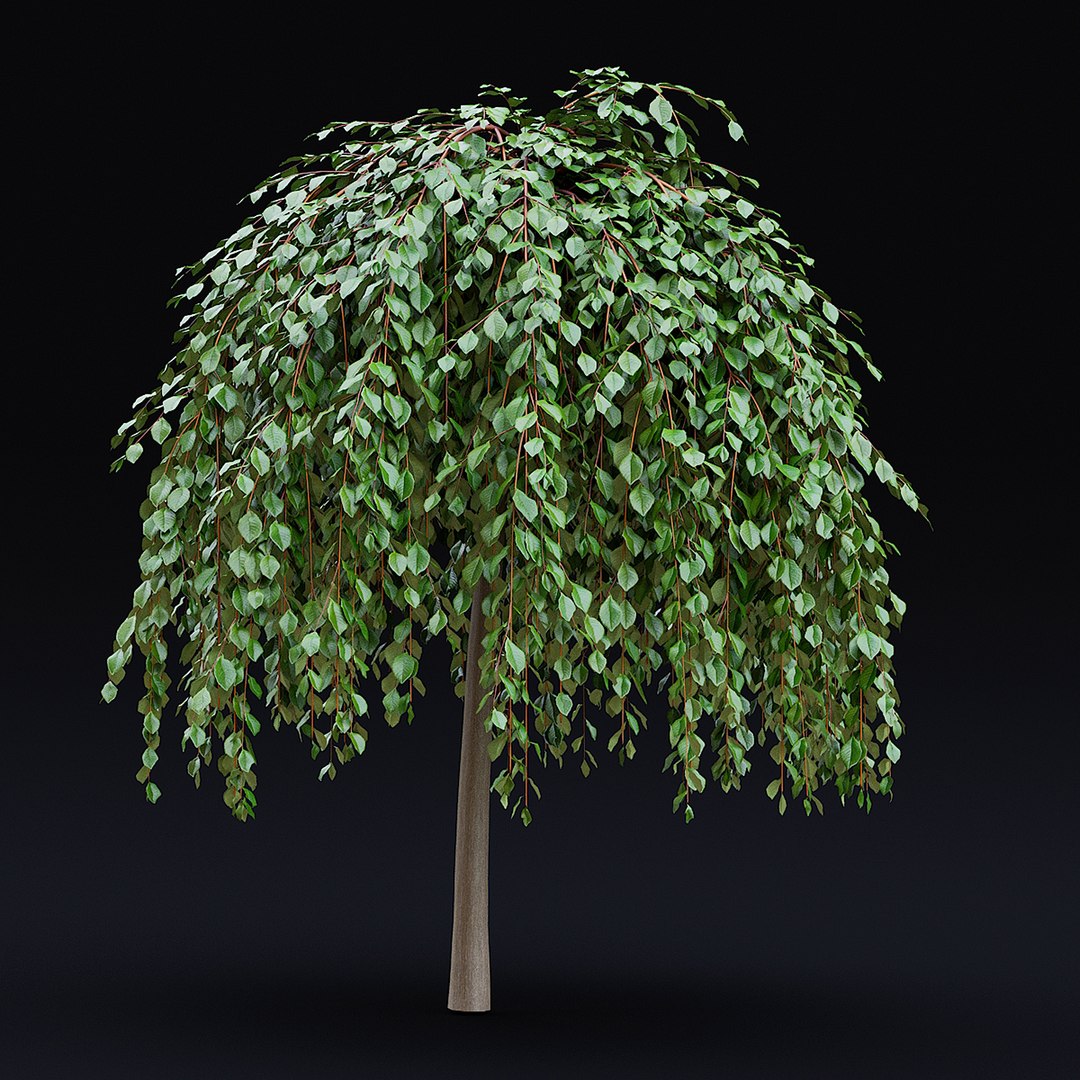 3D Model Salix Caprea Kilmarnock - TurboSquid 1976214