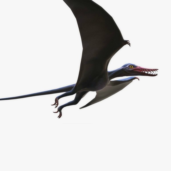Dimorphodon 3D model - TurboSquid 1659026