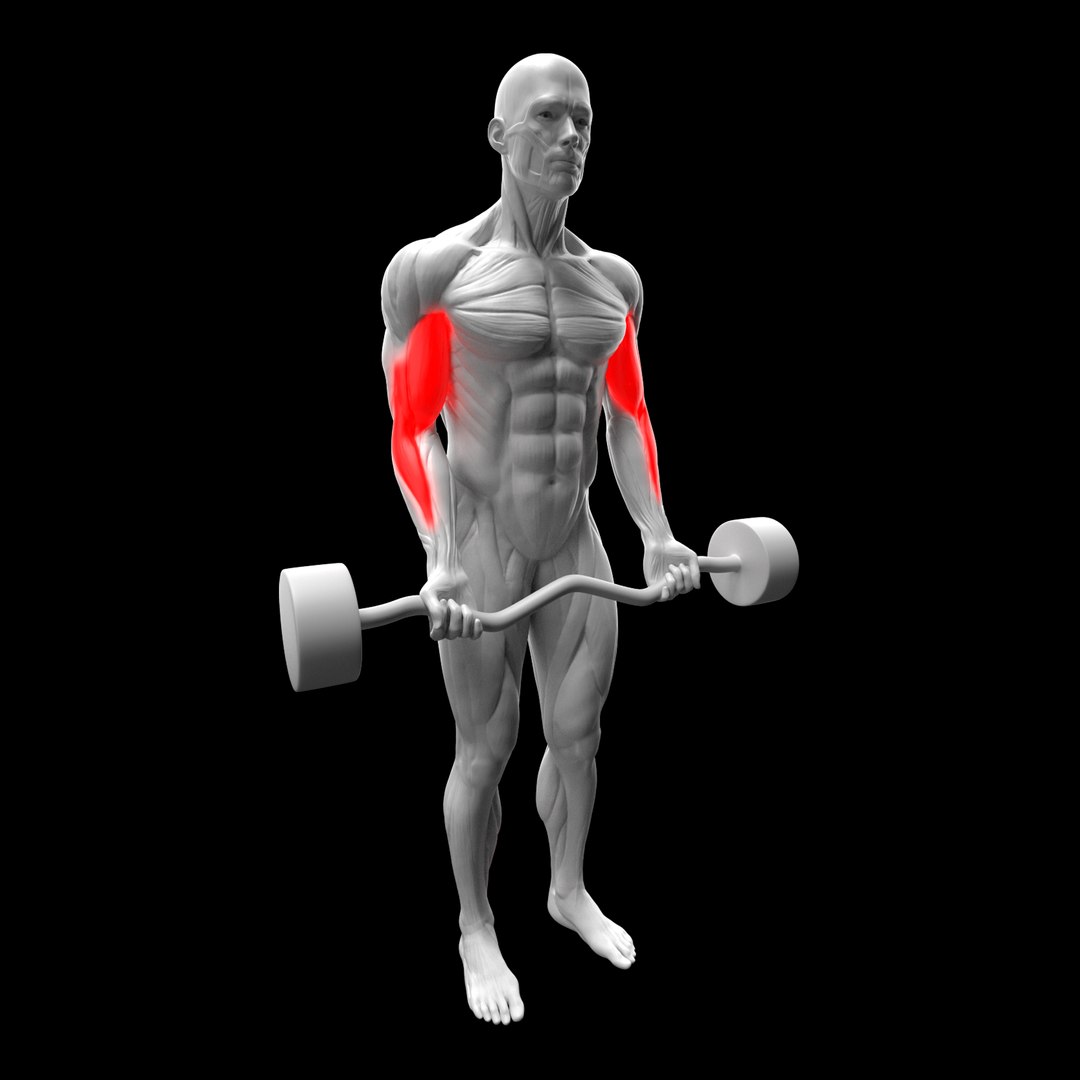 EZ Biceps Bar Curl Model - TurboSquid 2228195