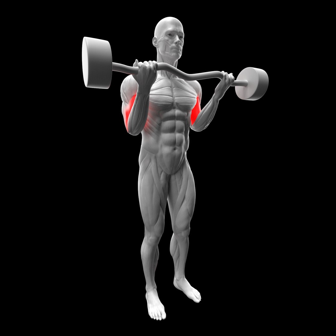 EZ Biceps Bar Curl Model - TurboSquid 2228195