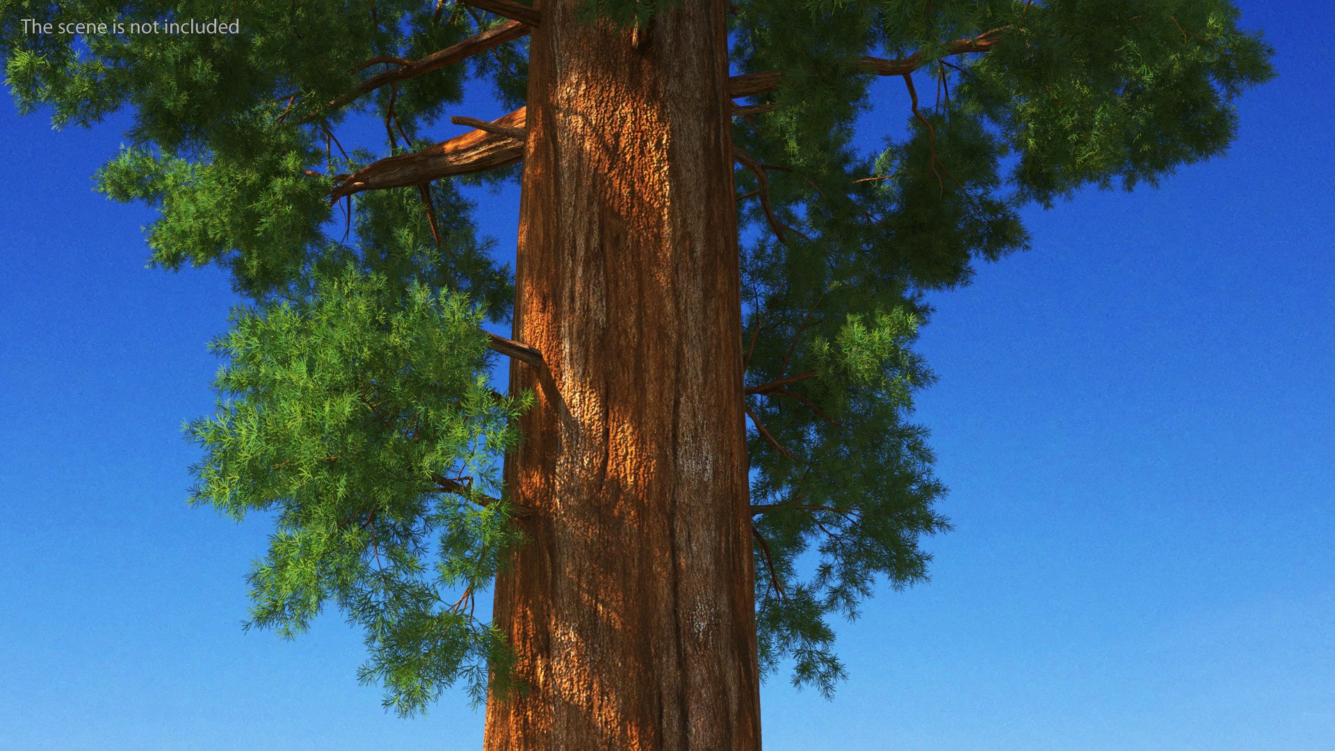 3D Giant Sequoia Sequoiadendron Giganteum Model - TurboSquid 1985290