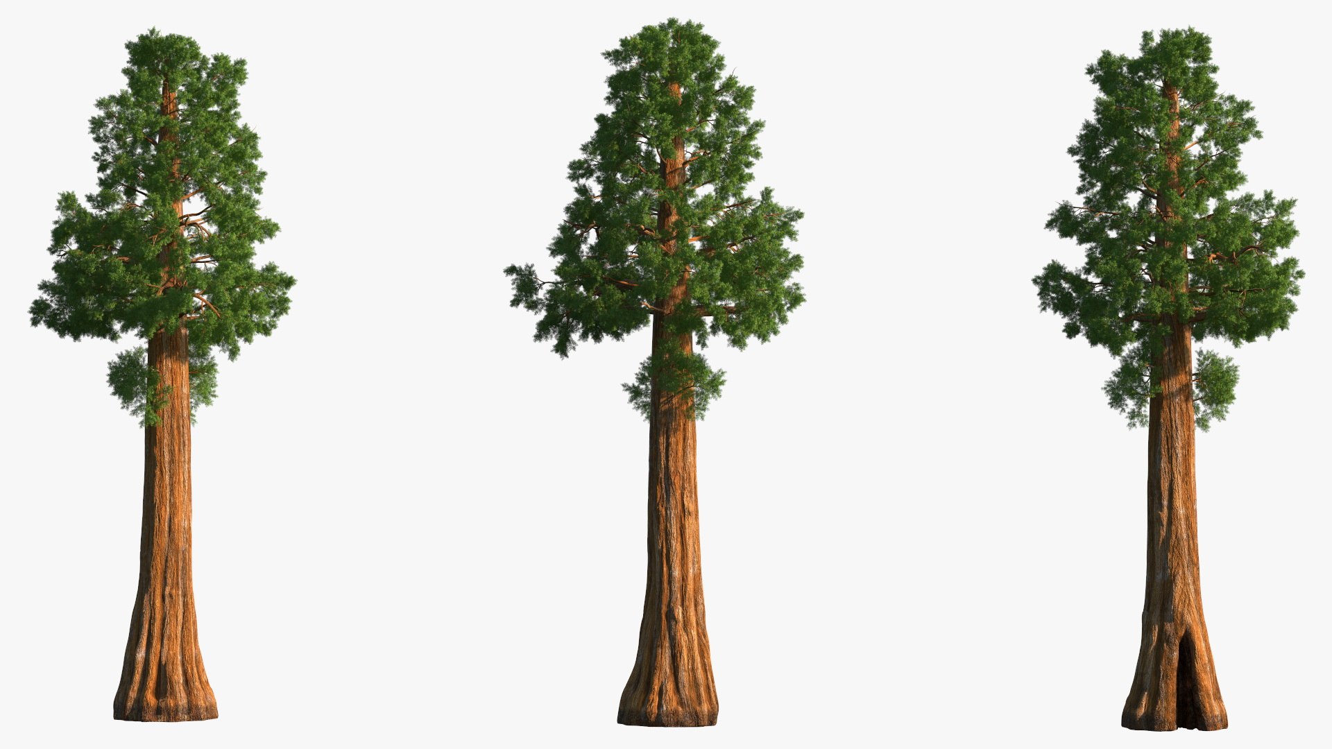 3D Giant Sequoia Sequoiadendron Giganteum Model - TurboSquid 1985290