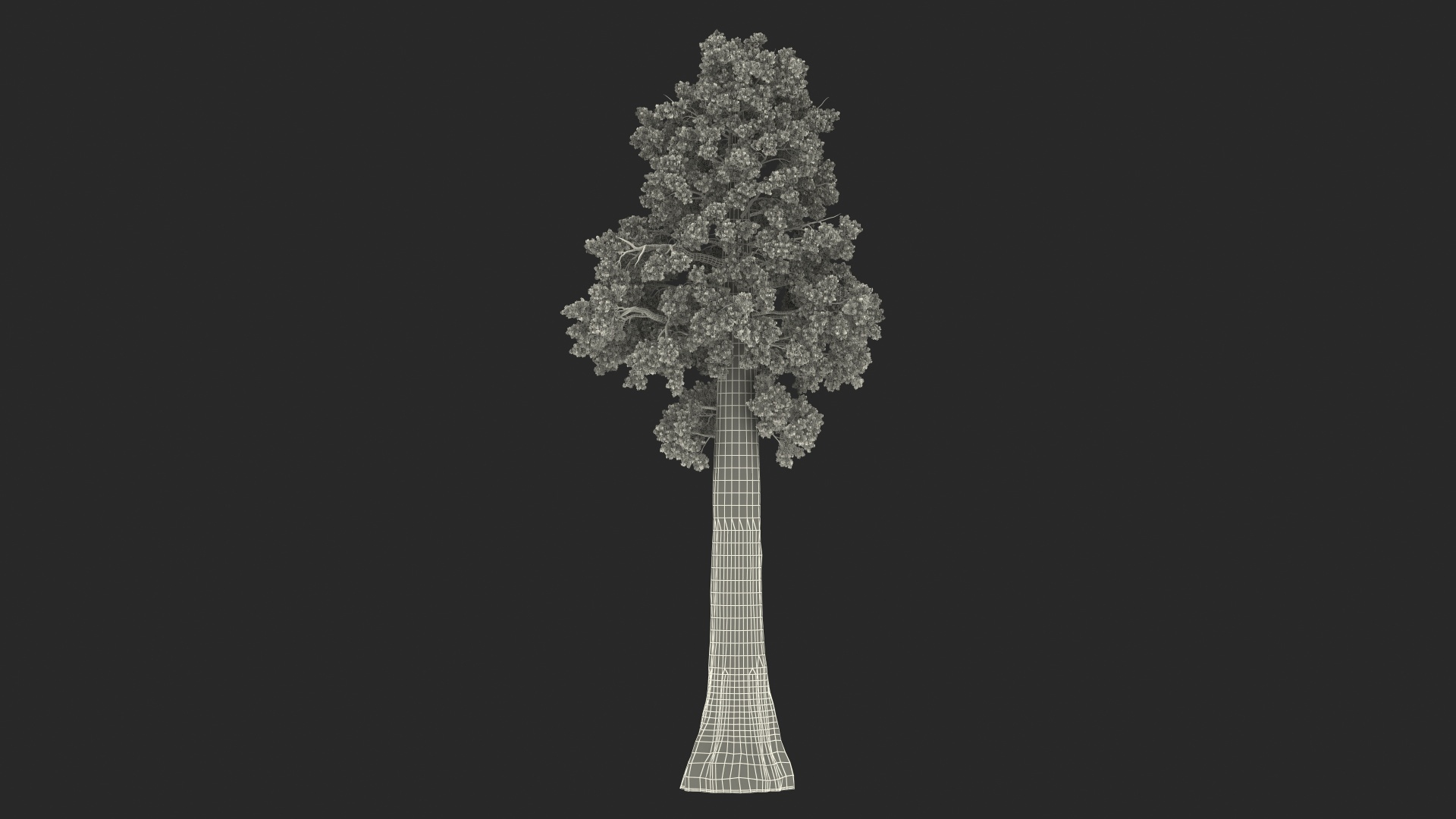 3D Giant Sequoia Sequoiadendron Giganteum Model - TurboSquid 1985290