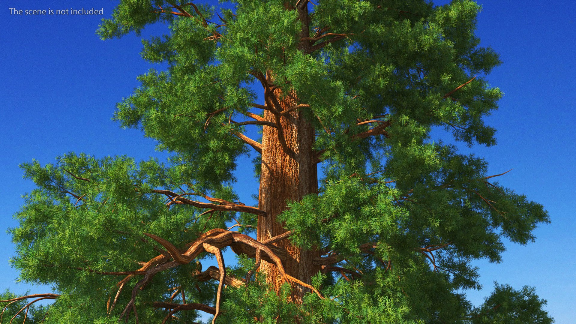 3D Giant Sequoia Sequoiadendron Giganteum Model - TurboSquid 1985290