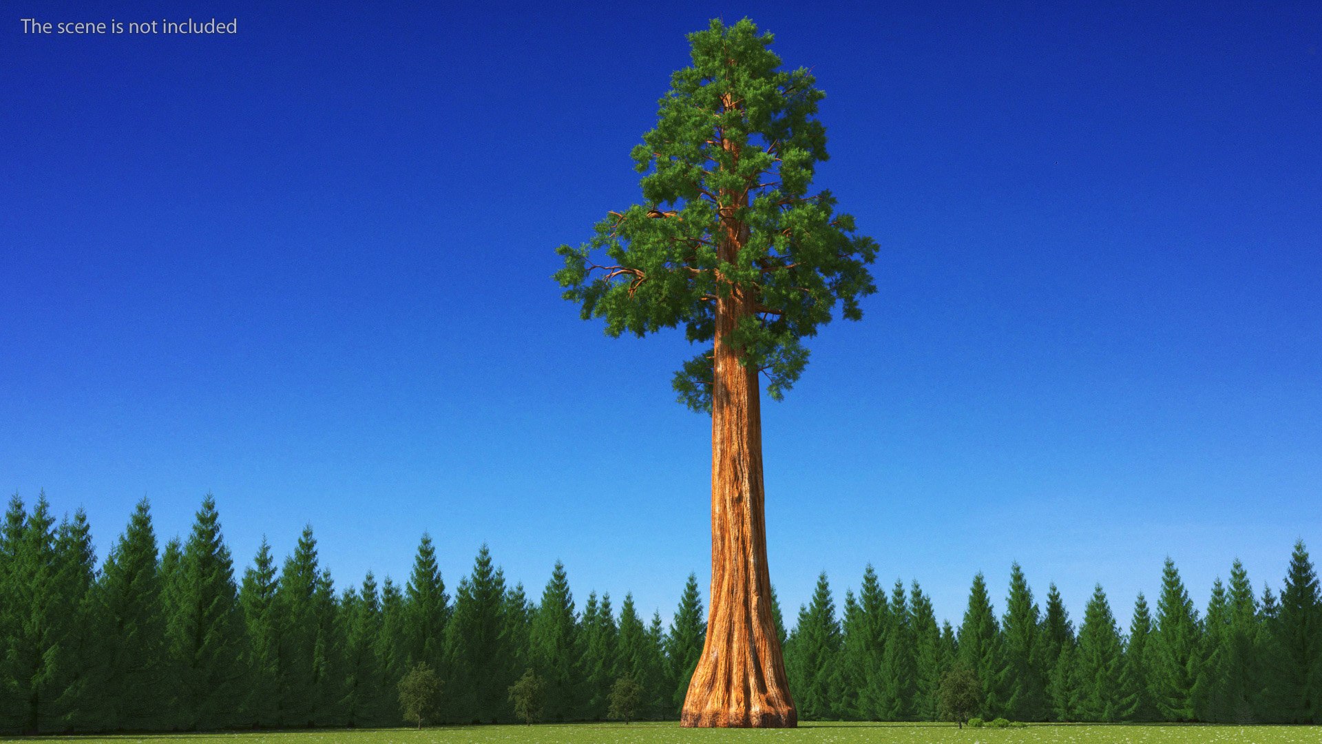 3D Giant Sequoia Sequoiadendron Giganteum Model - TurboSquid 1985290