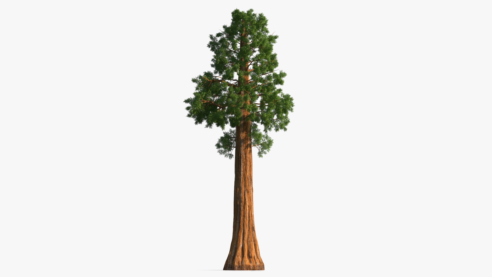 3D Giant Sequoia Sequoiadendron Giganteum model - TurboSquid 1985290