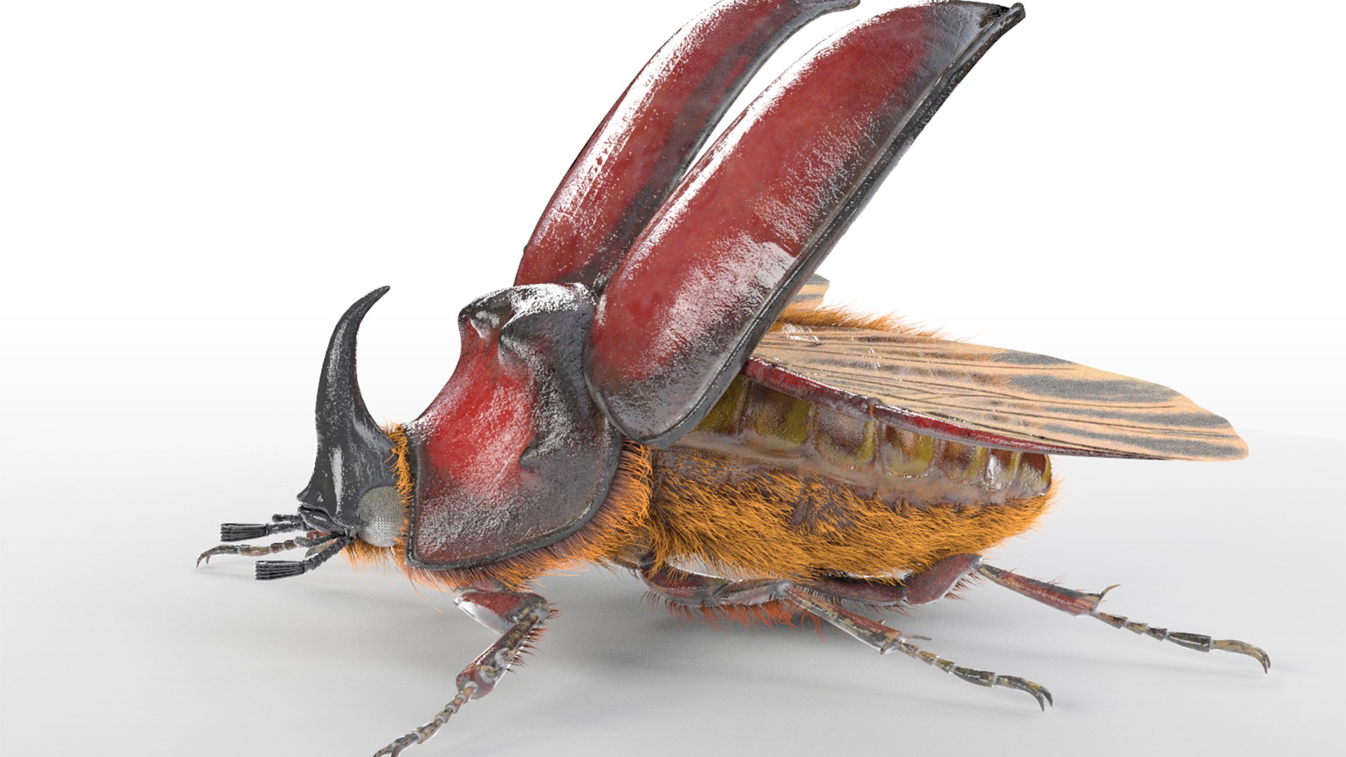 3D Model 5 Beetle Insects Collection - TurboSquid 2245303