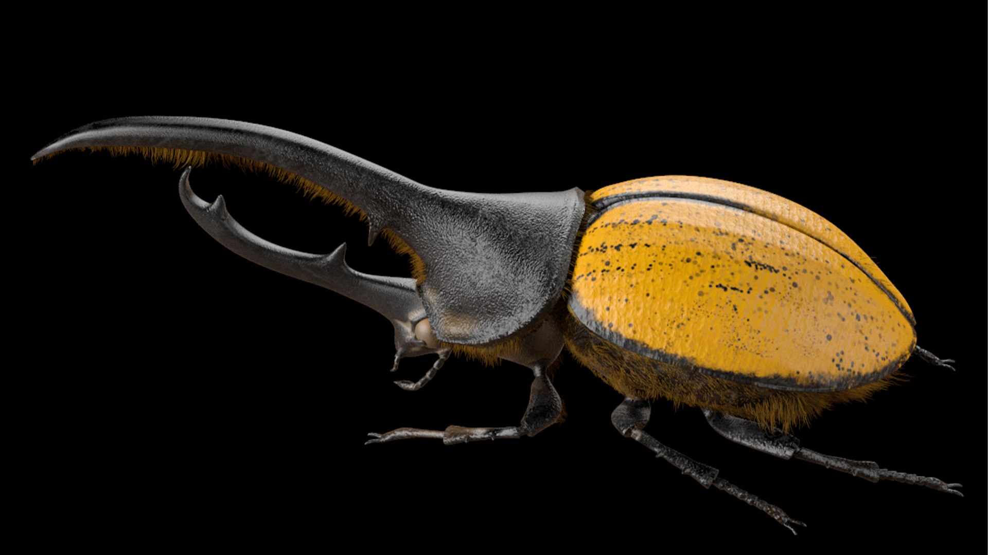 3D Model 5 Beetle Insects Collection - TurboSquid 2245303