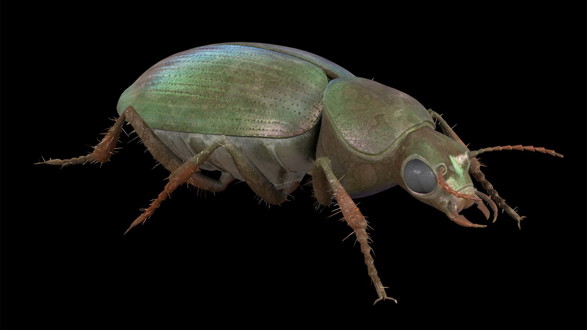 3D Model 5 Beetle Insects Collection - TurboSquid 2245303