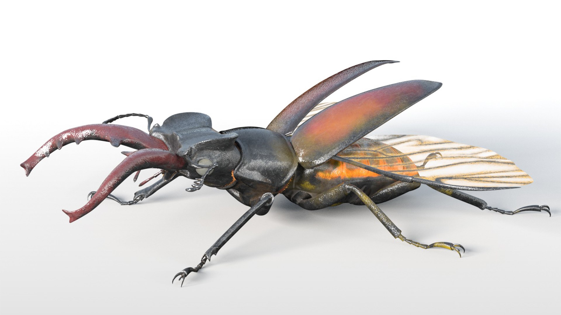 3D Model 5 Beetle Insects Collection - TurboSquid 2245303