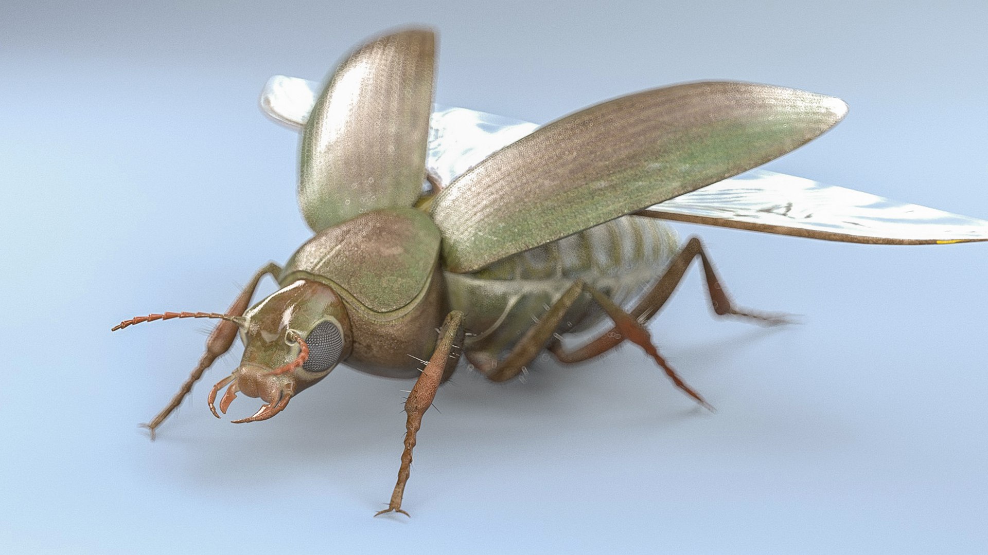 3D Model 5 Beetle Insects Collection - TurboSquid 2245303
