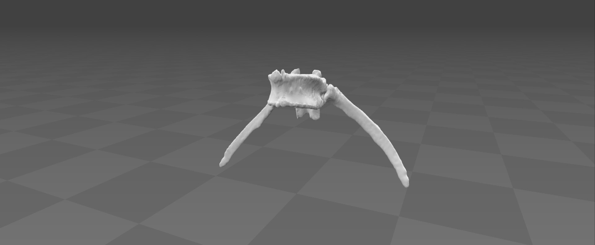 T12 Thoracic Vertebra Male Obj