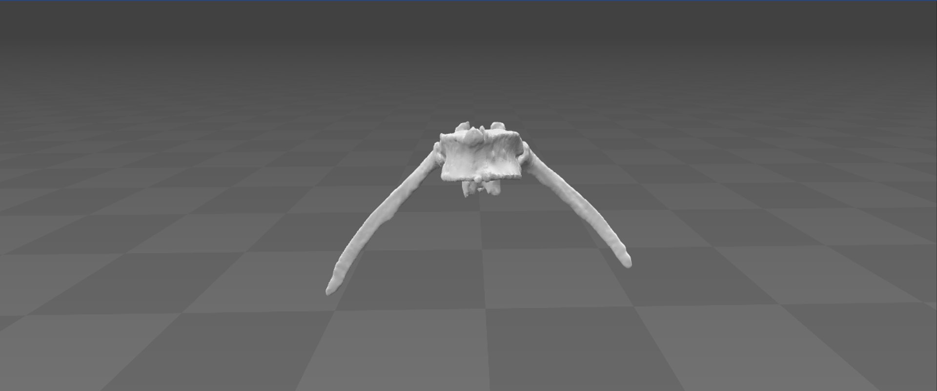 T12 Thoracic Vertebra Male Obj