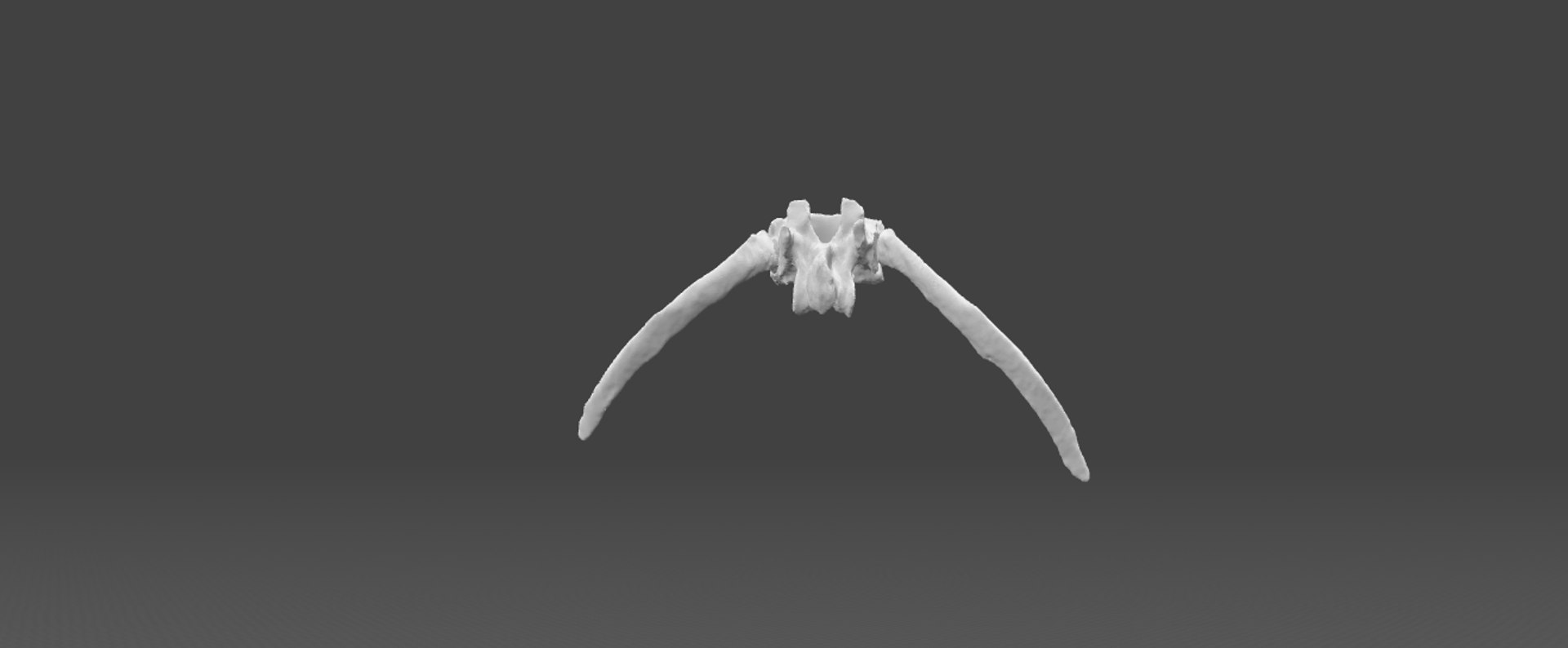 T12 Thoracic Vertebra Male Obj