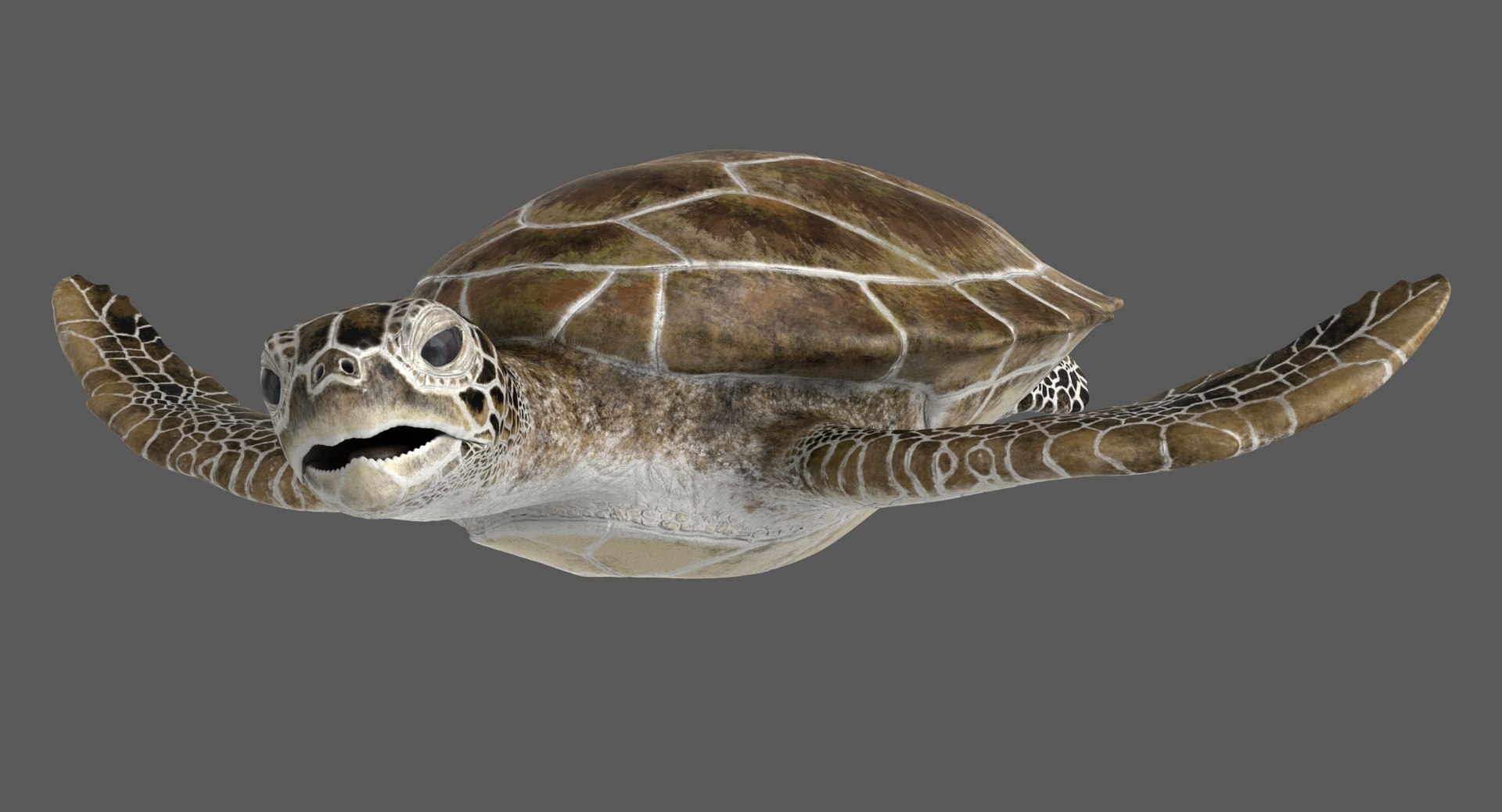 Rigged Green Sea Turtle 3D Model - TurboSquid 1408099