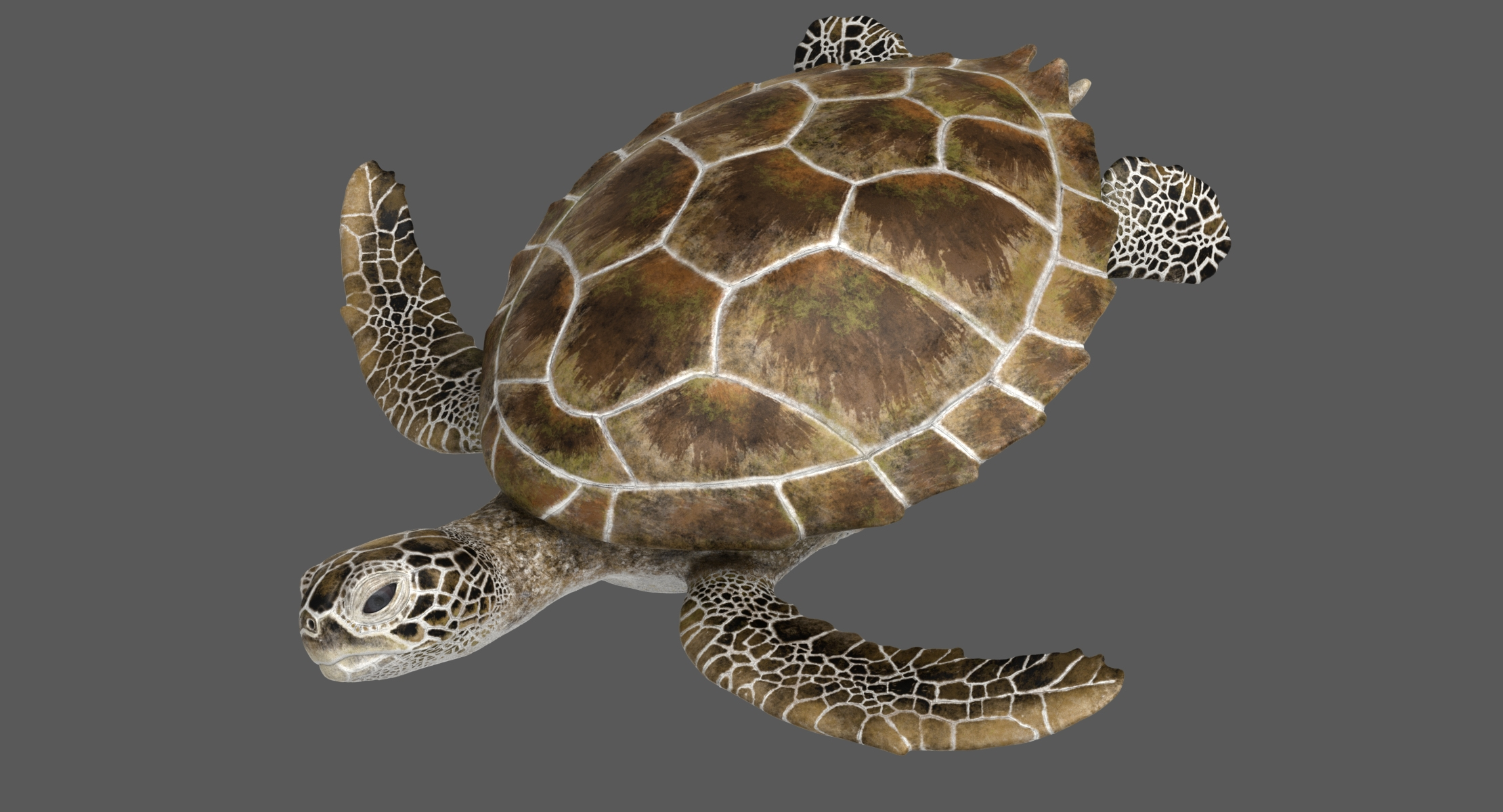 Rigged green sea turtle 3D model - TurboSquid 1408099