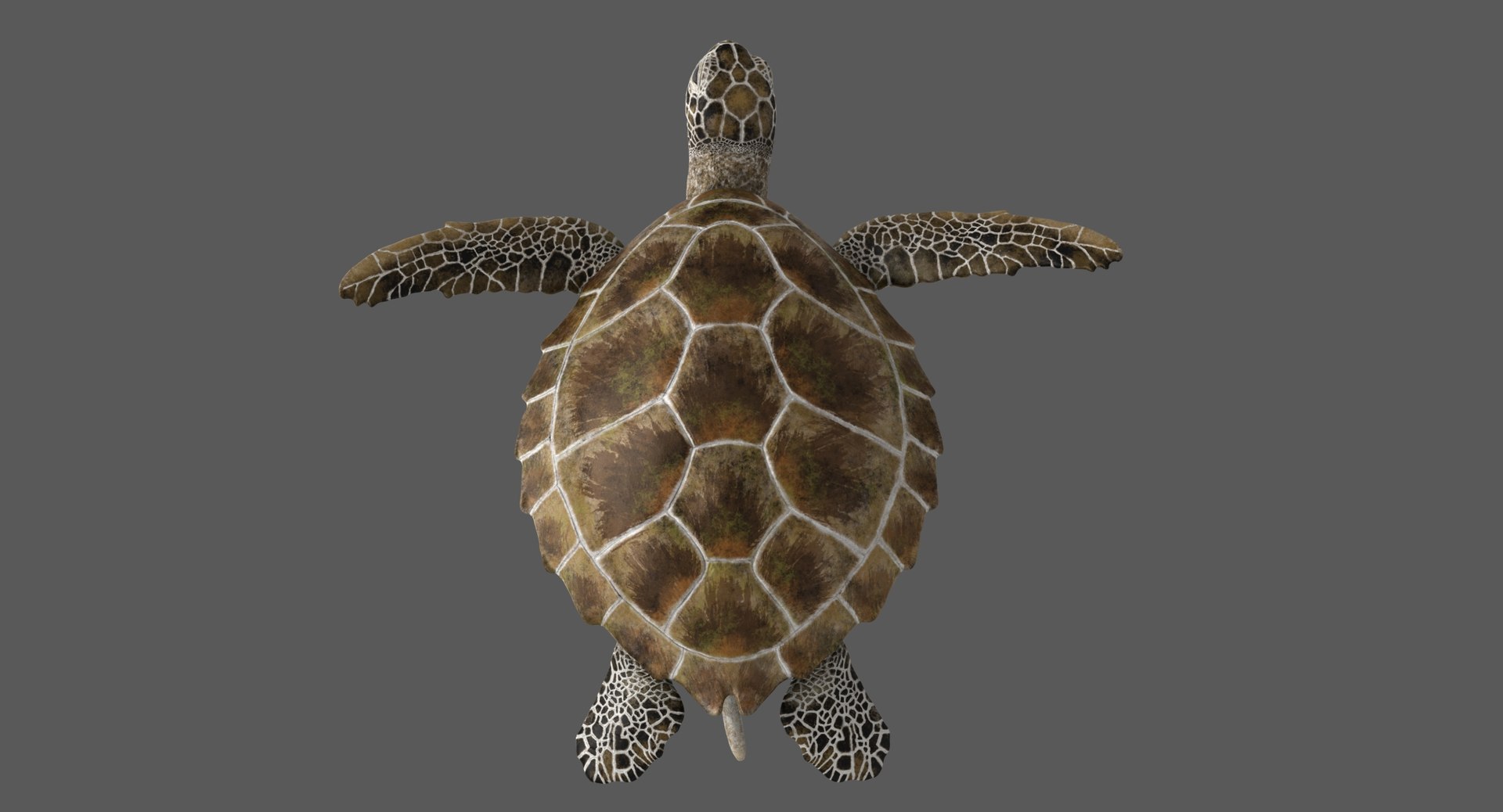 Rigged Green Sea Turtle 3D Model - TurboSquid 1408099