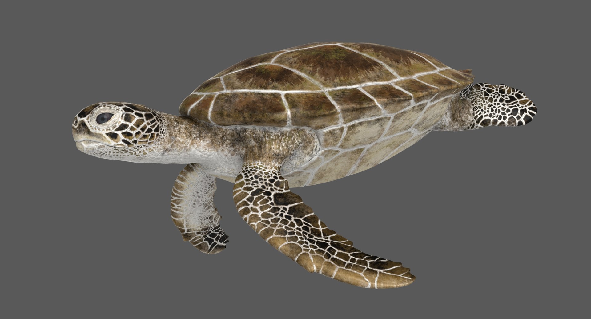 Rigged Green Sea Turtle 3D Model - TurboSquid 1408099
