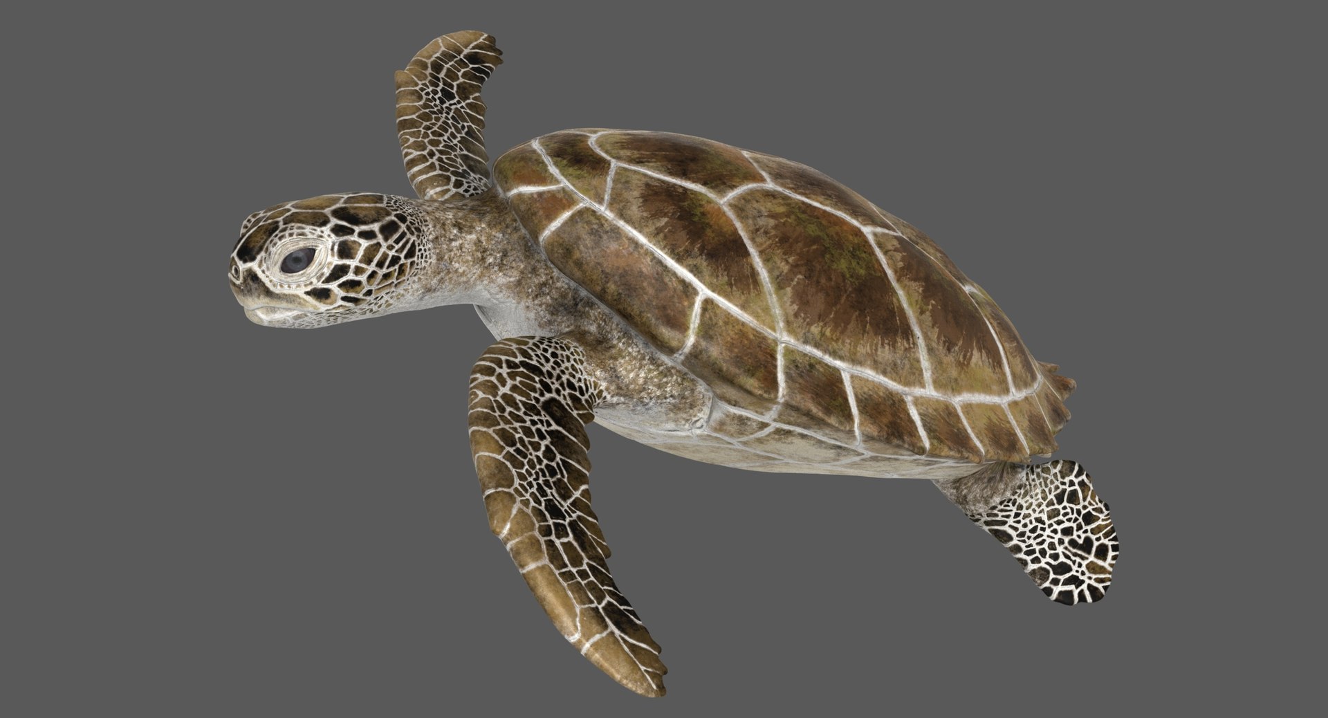 Rigged Green Sea Turtle 3D Model - TurboSquid 1408099