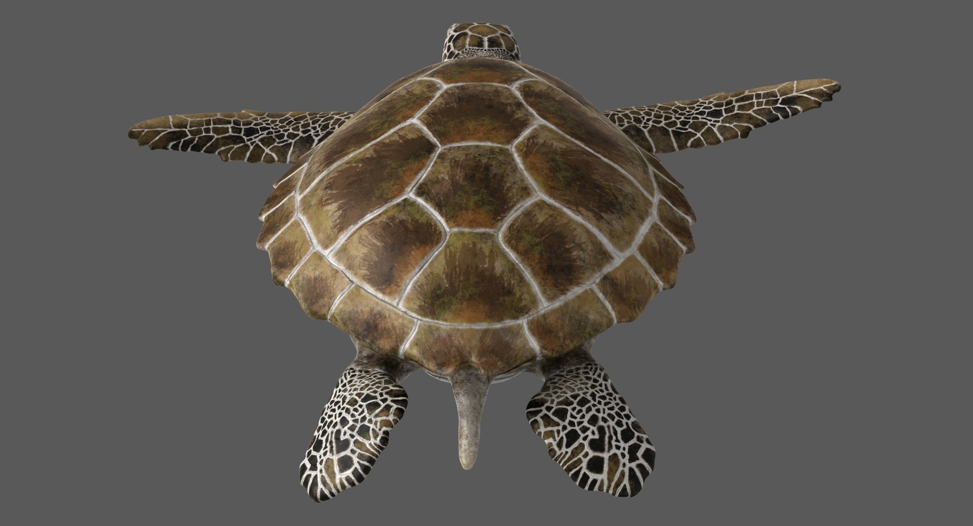 Rigged Green Sea Turtle 3D Model - TurboSquid 1408099