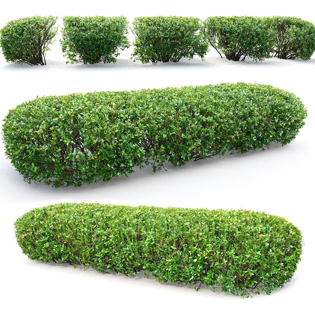 3D Hedge Cotoneaster Lucidus - TurboSquid 1689654