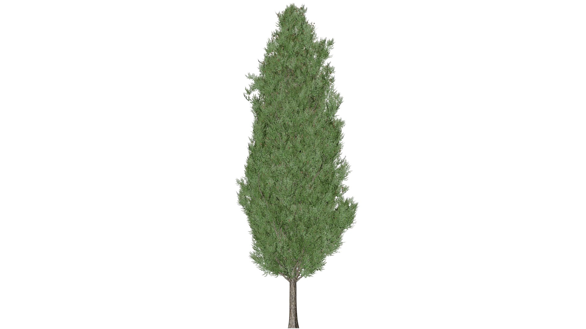 Italian Cypress Tree - 01 - 3D Model - TurboSquid 2373530