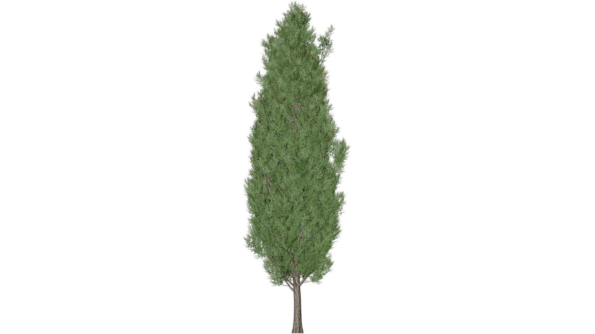 Italian Cypress Tree - 01 - 3D Model - TurboSquid 2373530