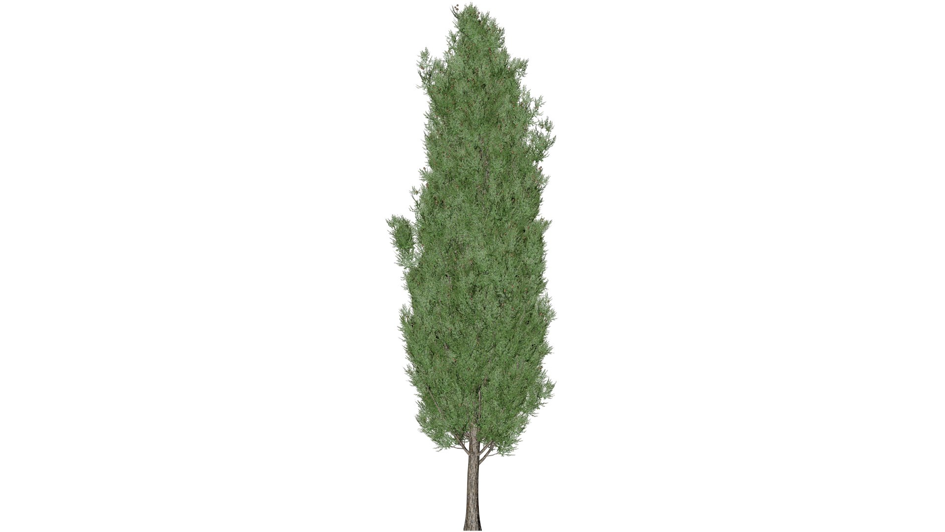 Italian Cypress Tree - 01 - 3D Model - TurboSquid 2373530