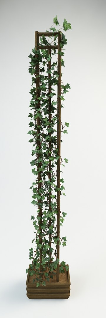 3d Canarian Ivy Model