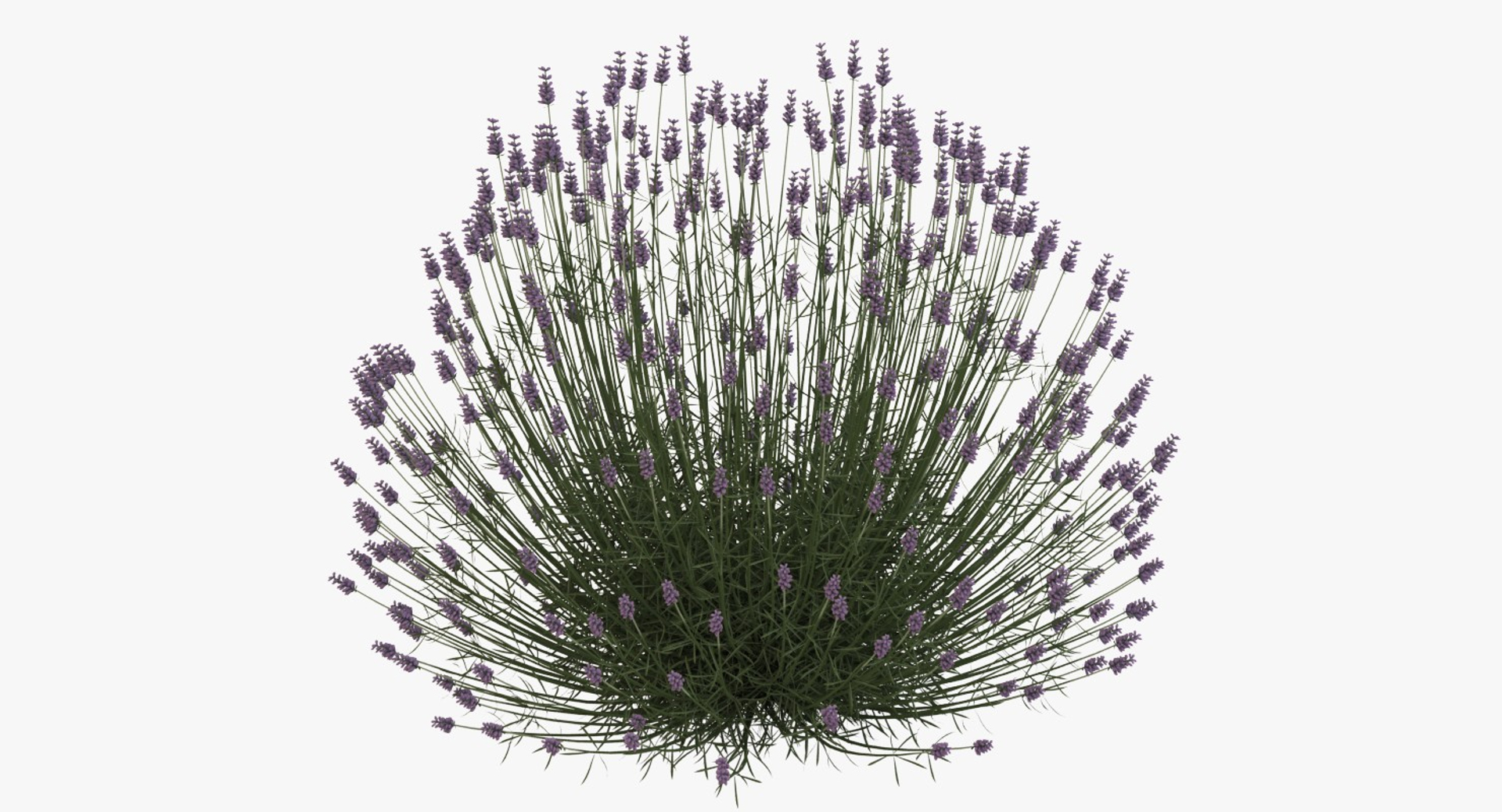 Lavender Plant 3D - TurboSquid 1422075