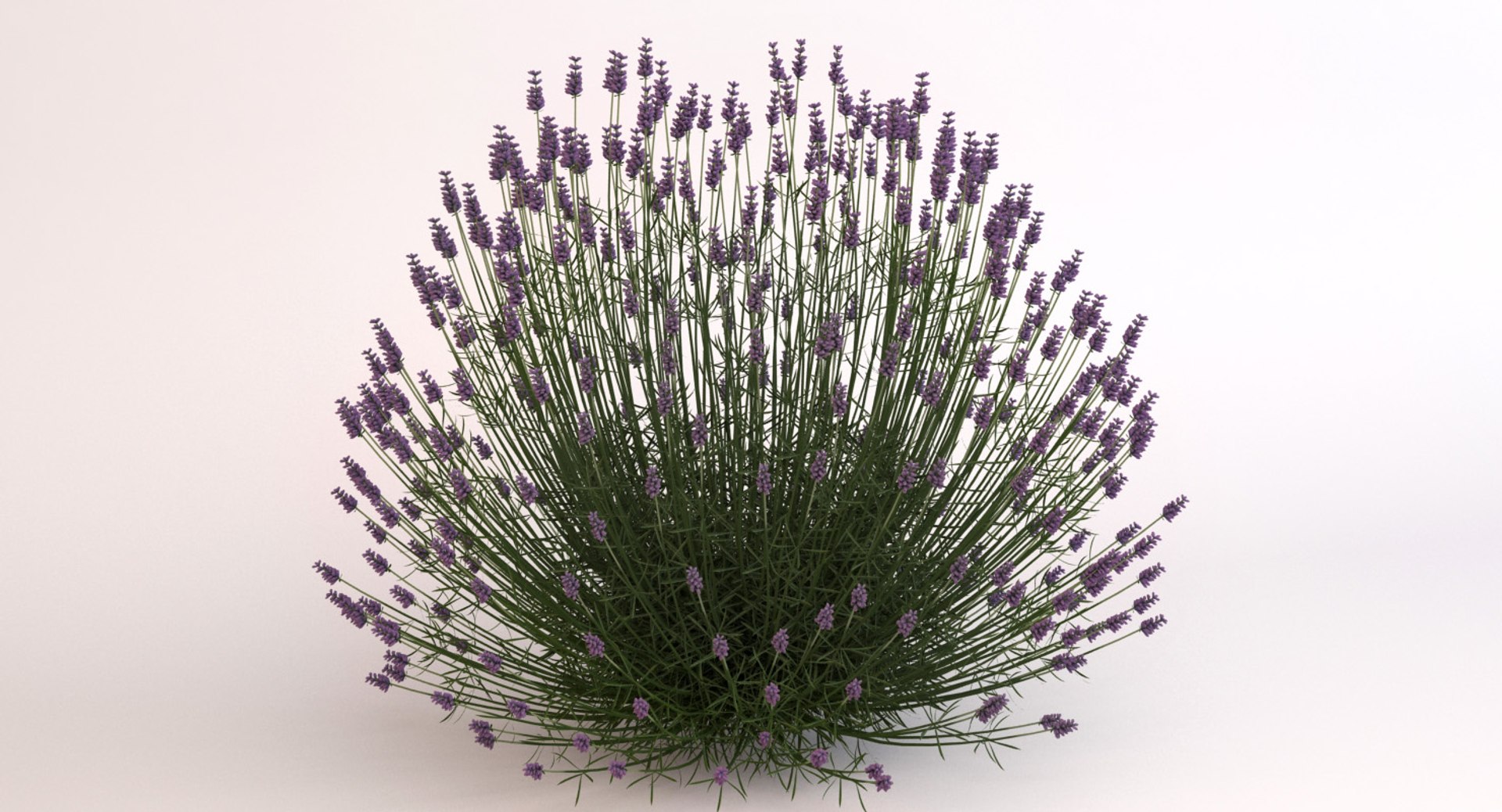Lavender Plant 3D - TurboSquid 1422075